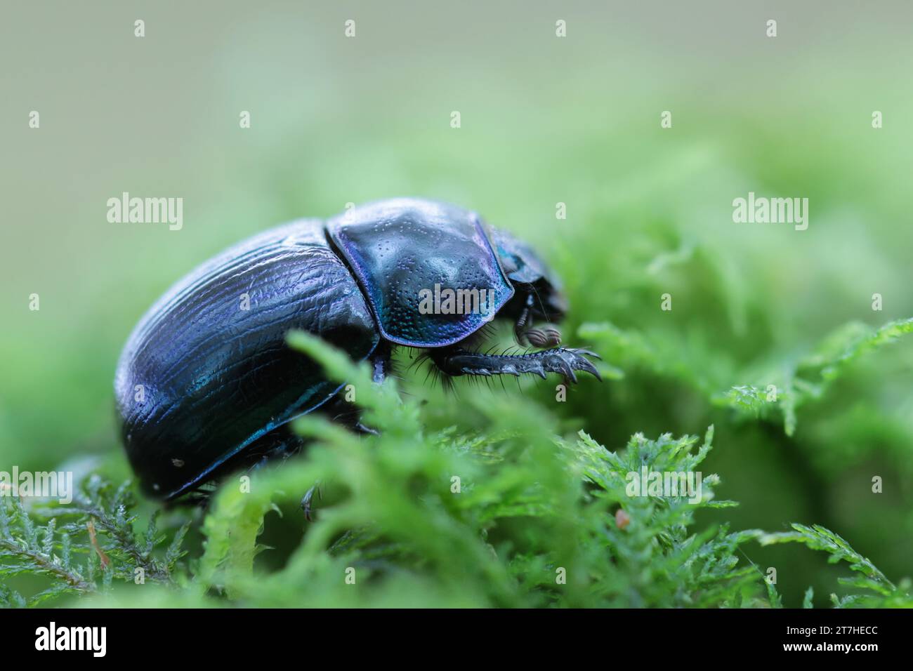 Earth-boring blue Geotrupidae Anoplotrupes stercorosus in close view ...