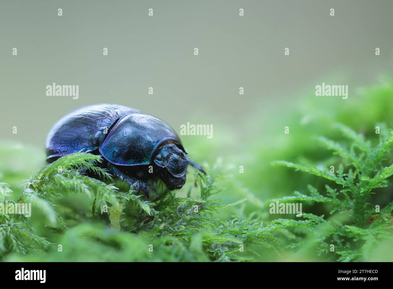 Earth-boring blue Geotrupidae Anoplotrupes stercorosus in close view ...