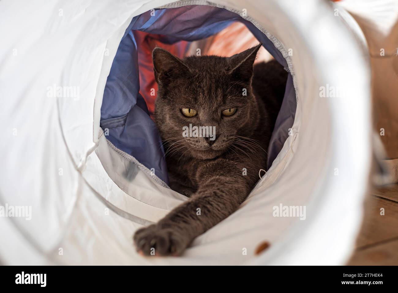 cute blue american burmese cat playing in the cat tunnel Stock Photo ...