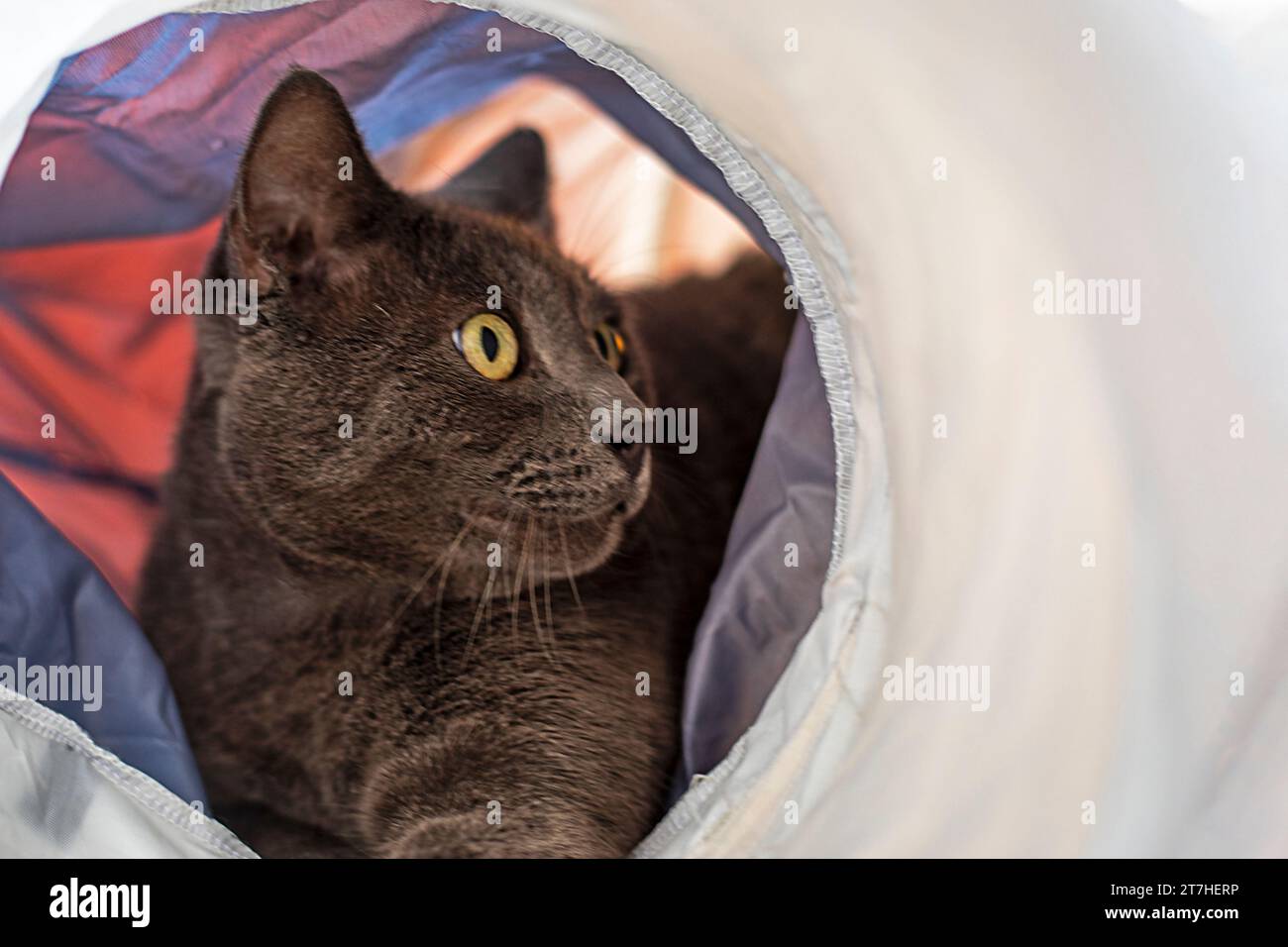 cute blue american burmese cat playing in the cat tunnel Stock Photo ...