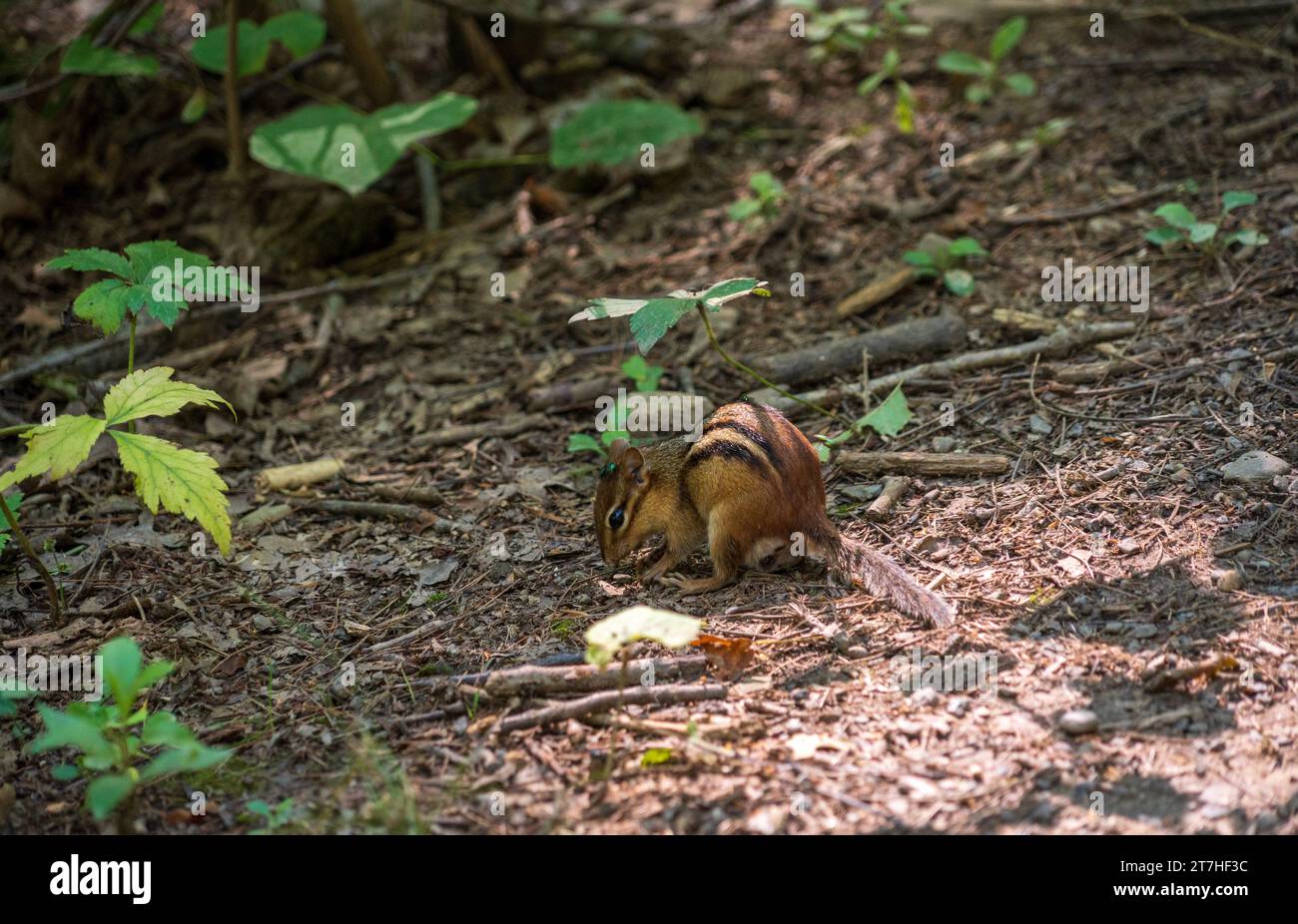 Natures scamperer hi-res stock photography and images - Alamy