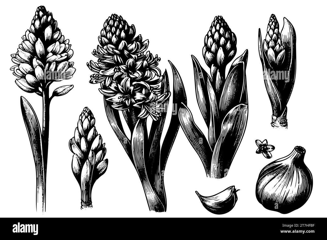 set Hyacinth flowers hand drawn sketch Stock Vector Image & Art - Alamy