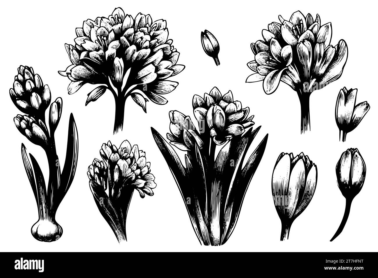 set Hyacinth Flowers line drawn on white background. Sketch hyacinth ...