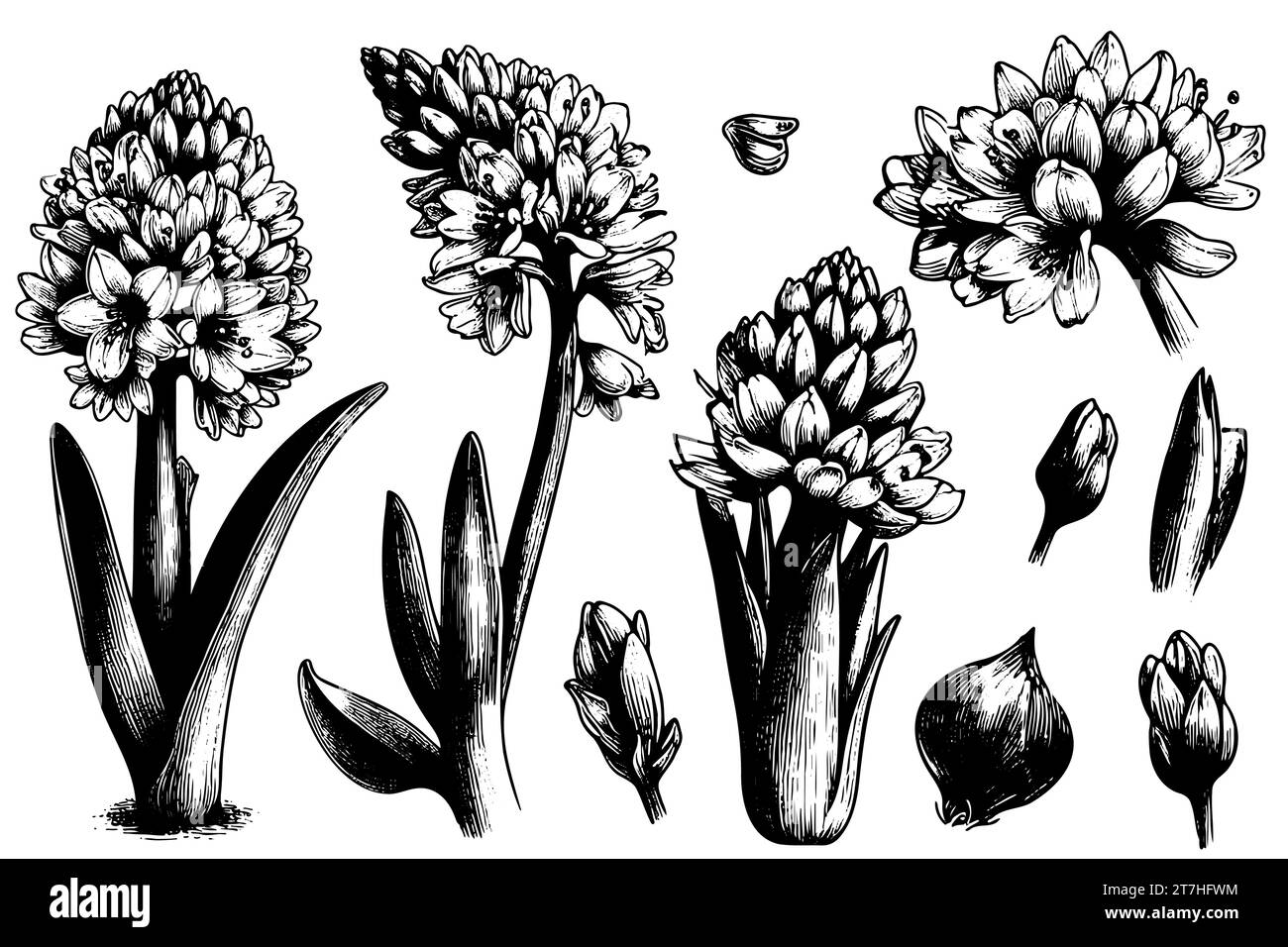 drawing hyacinth flower sketch black and white art hand drawn set Stock ...
