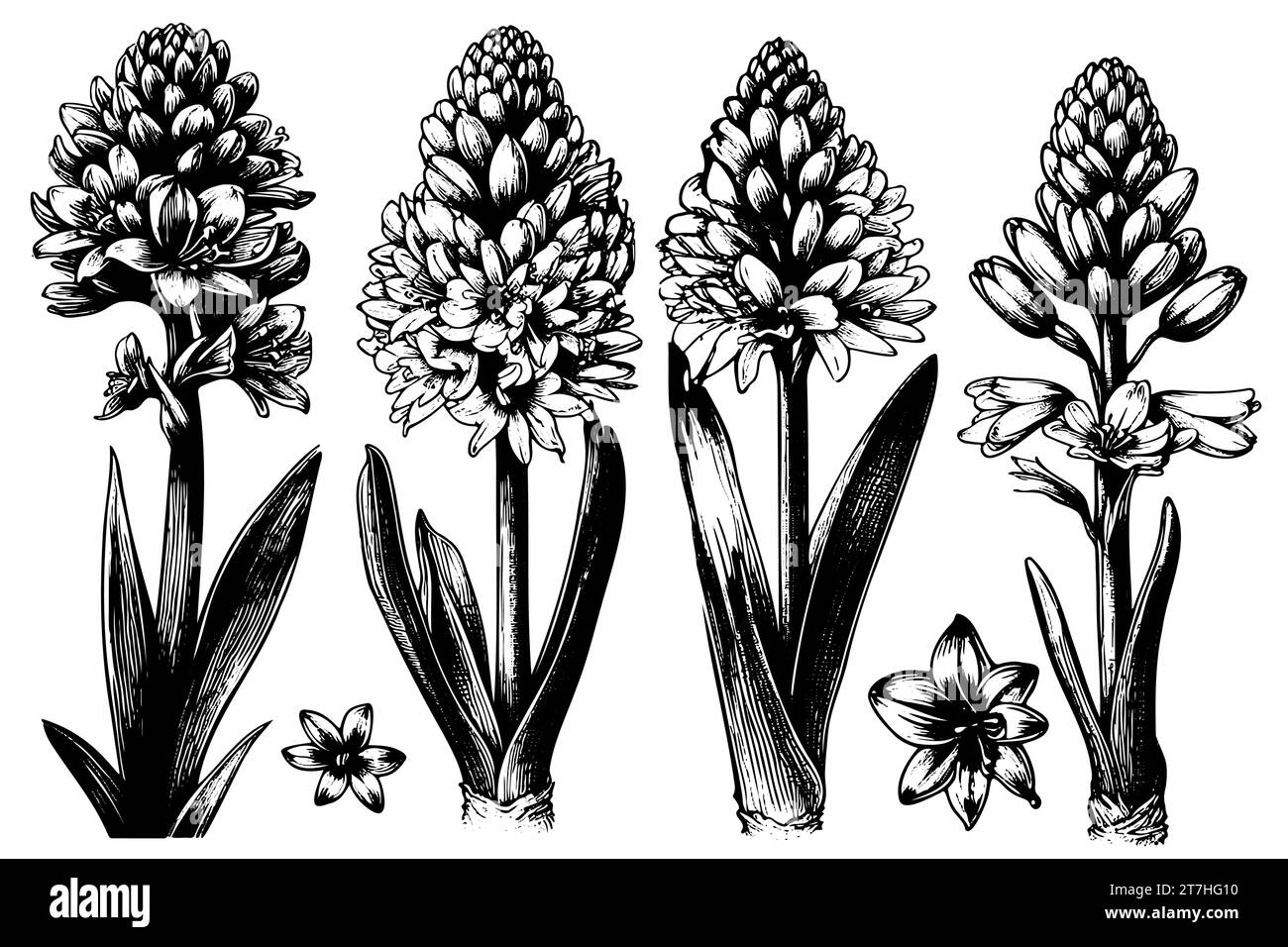 set Hyacinth Flowers line drawn on white background. Sketch hyacinth ...