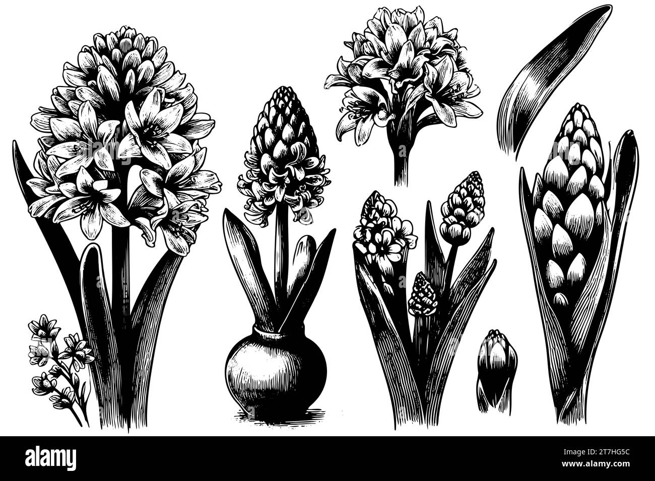 Set hand drawn line art flowers. Spring hyacinth for Easter decor ...