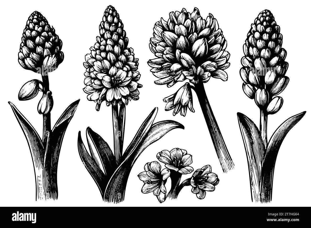 set Hyacinth Flowers line drawn on white background. Sketch hyacinth ...