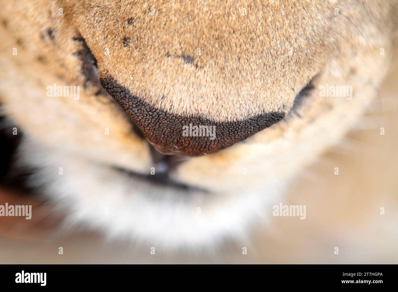The tiger's nose, close-up pictures Stock Photo - Alamy