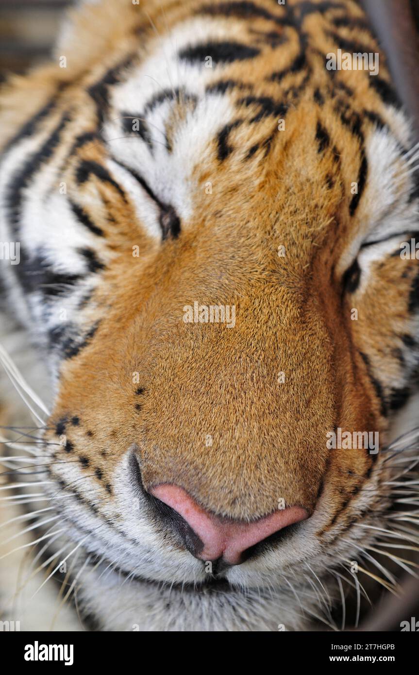 The tiger's head close-up pictures Stock Photo - Alamy