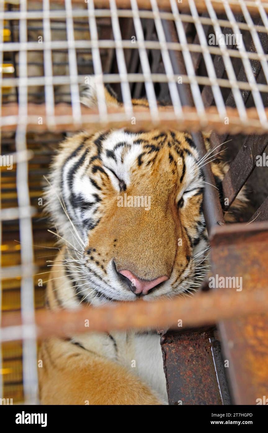 The tiger's head close-up pictures Stock Photo - Alamy