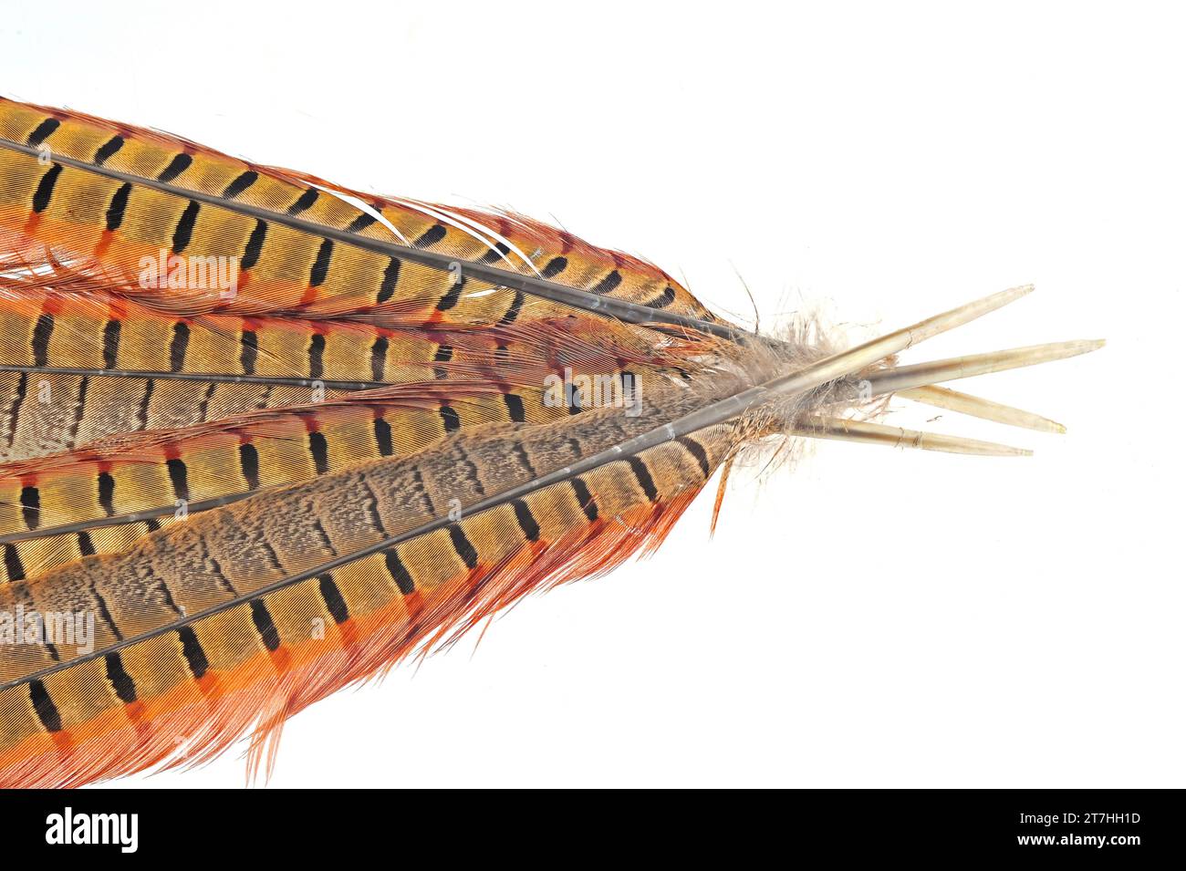 Texture pheasant feather Stock Photo - Alamy