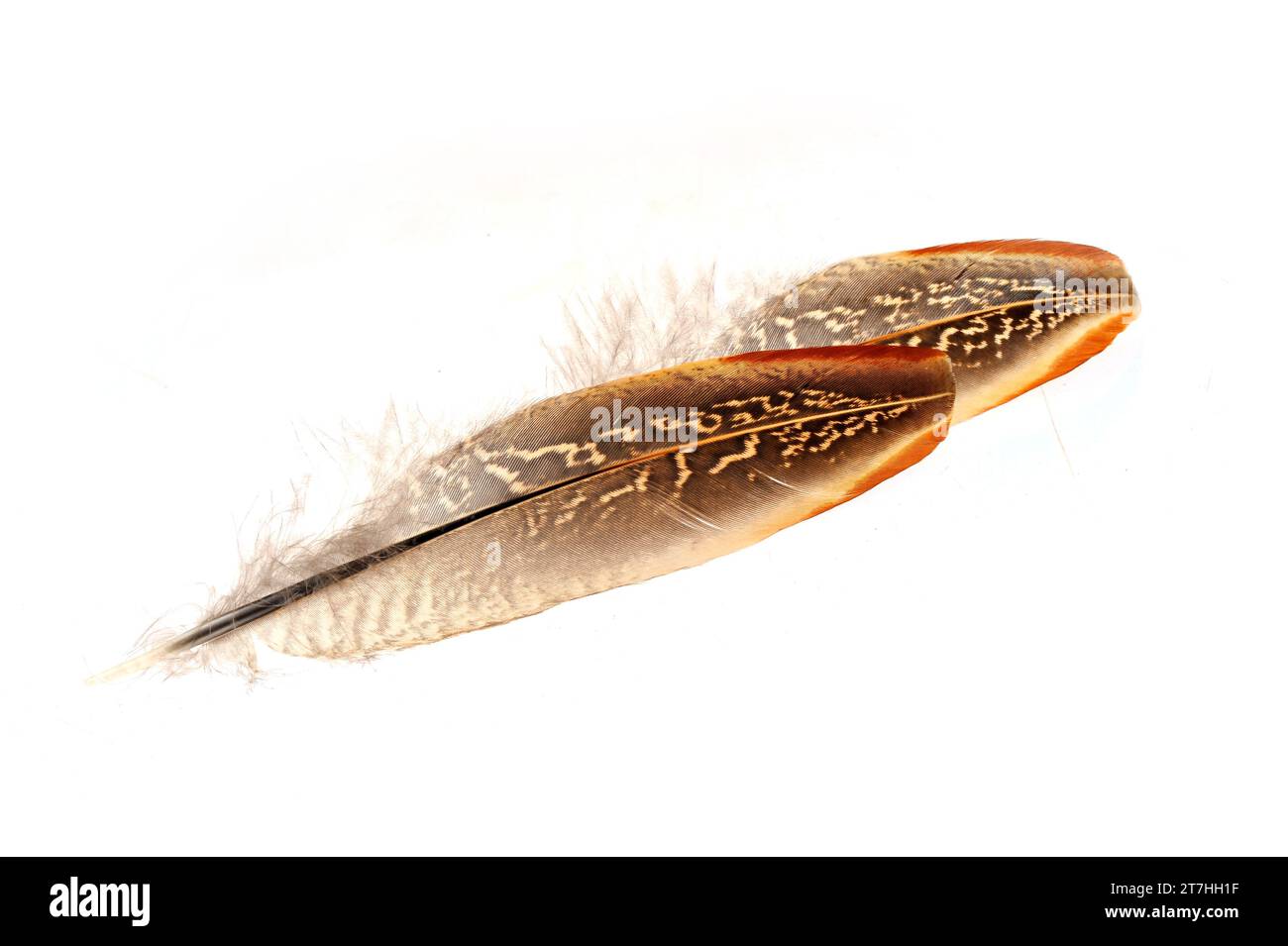 Texture pheasant feather Stock Photo - Alamy