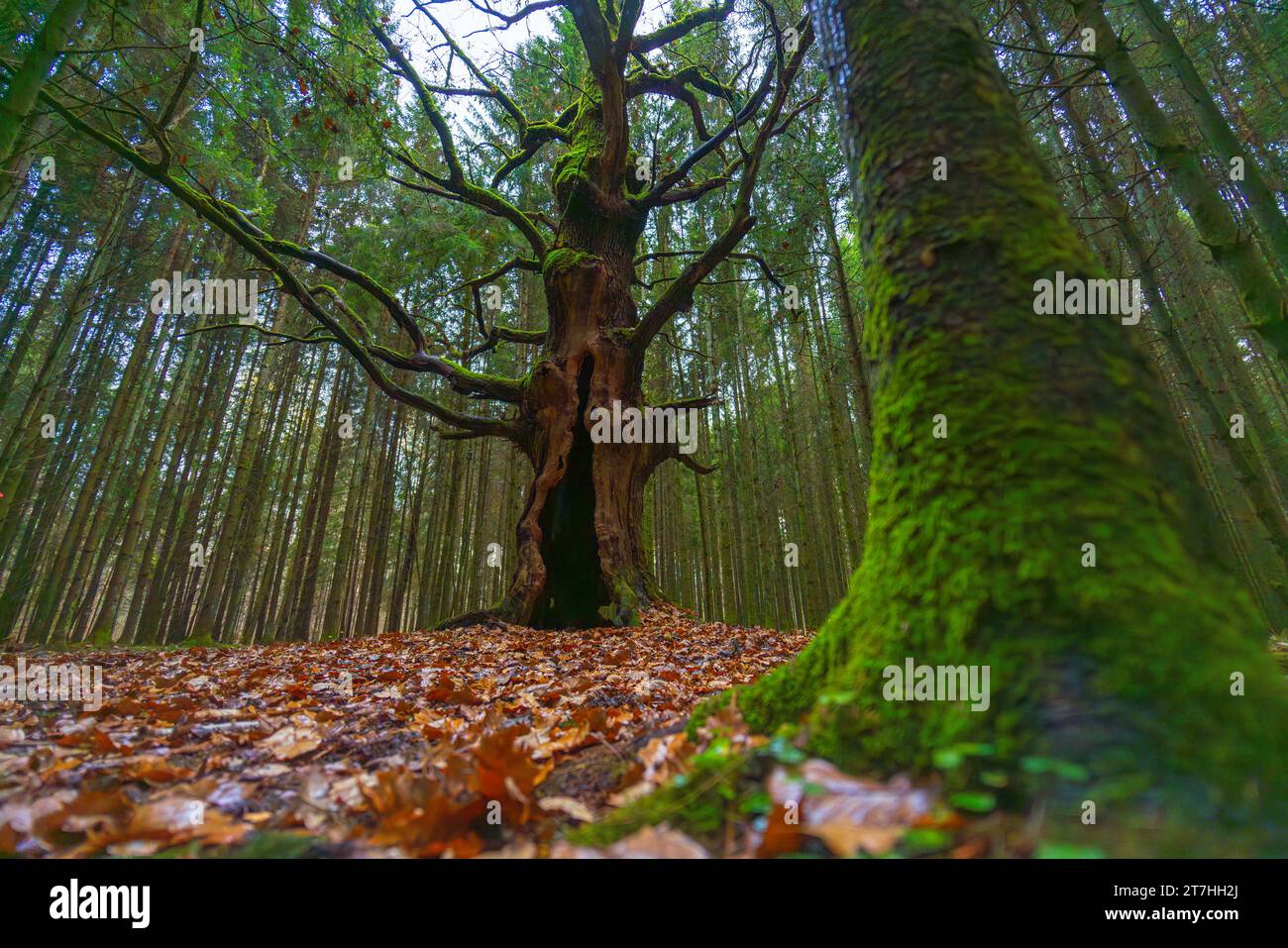An old oak tree with a large burnt hollow inside Stock Photo - Alamy