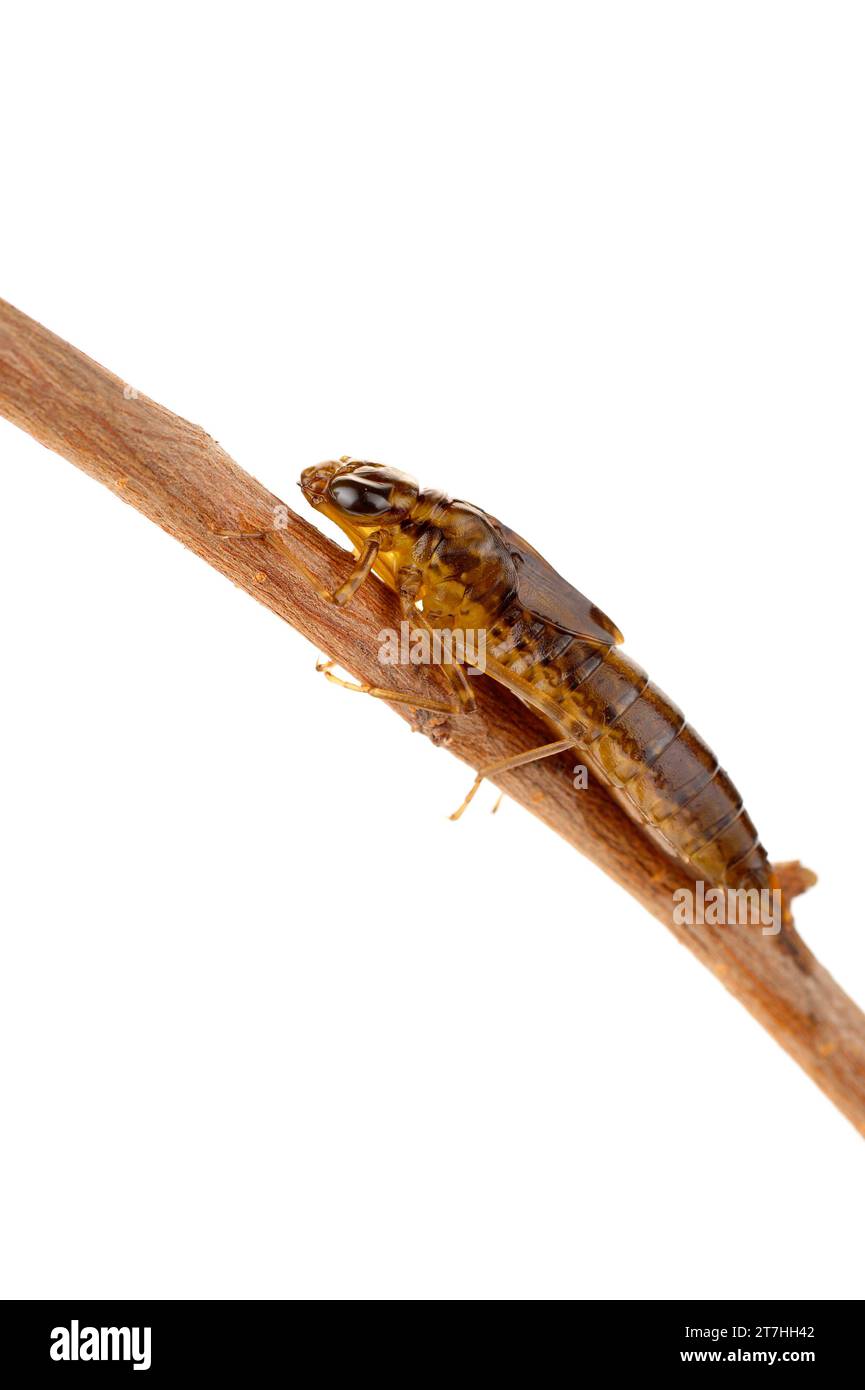 Larvae leaf Cut Out Stock Images & Pictures - Alamy