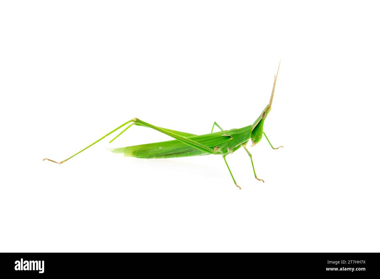 Swarms of locusts on a white background Stock Photo - Alamy