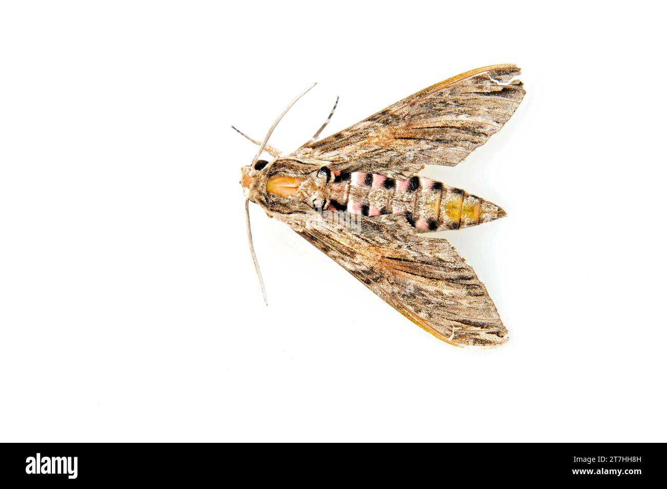 A moth on a white background Stock Photo - Alamy