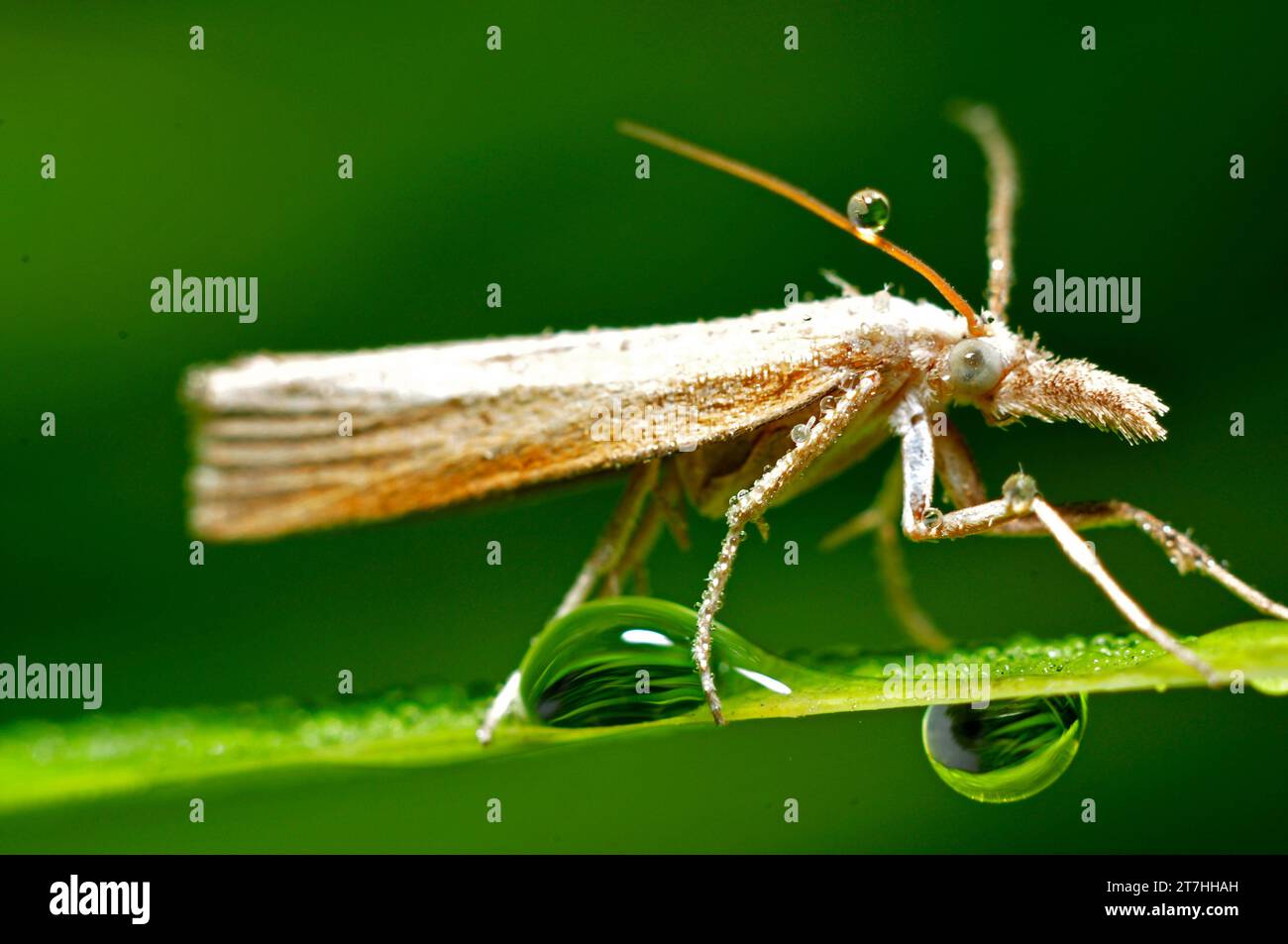 Grass characteristics hi-res stock photography and images - Alamy