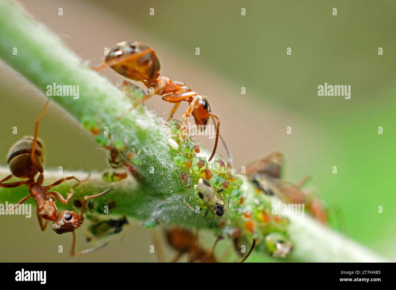 The ants eat aphids Stock Photo - Alamy