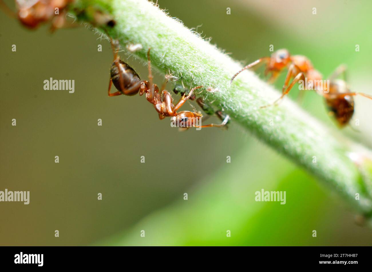 The ants eat aphids Stock Photo - Alamy