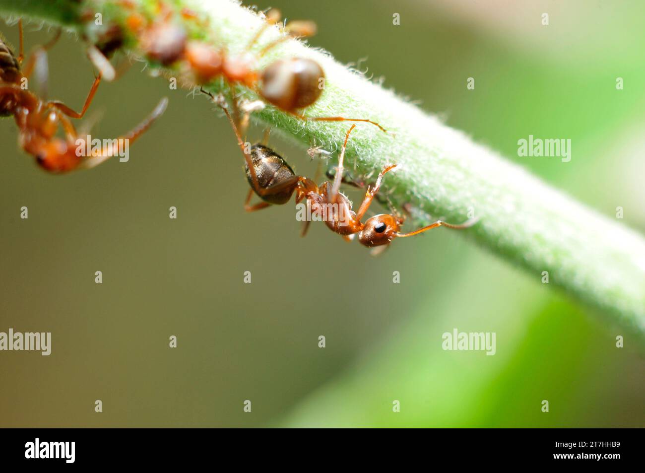 The ants eat aphids Stock Photo - Alamy
