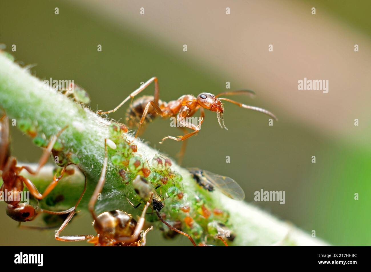 The ants eat aphids Stock Photo - Alamy