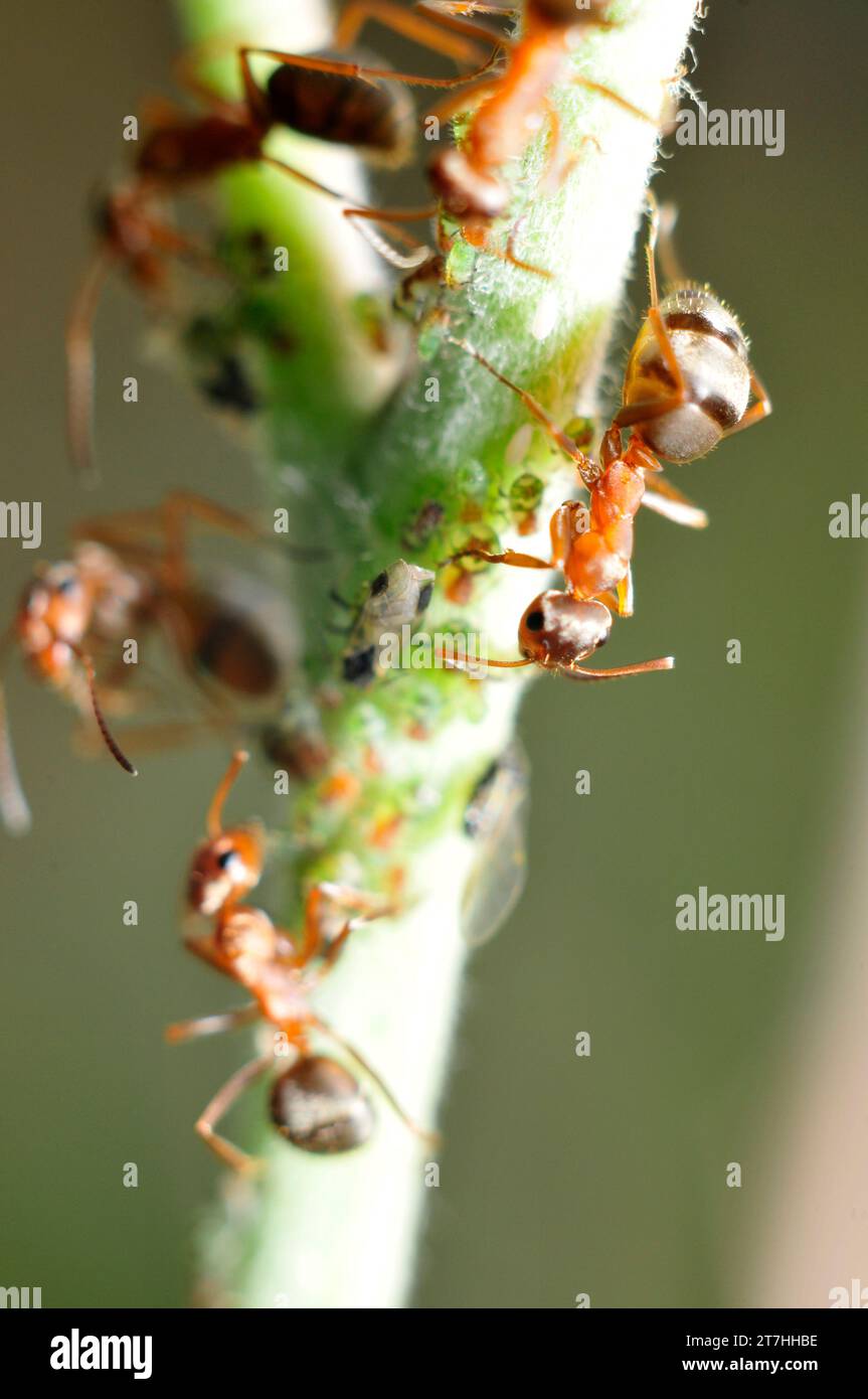 The ants eat aphids Stock Photo - Alamy