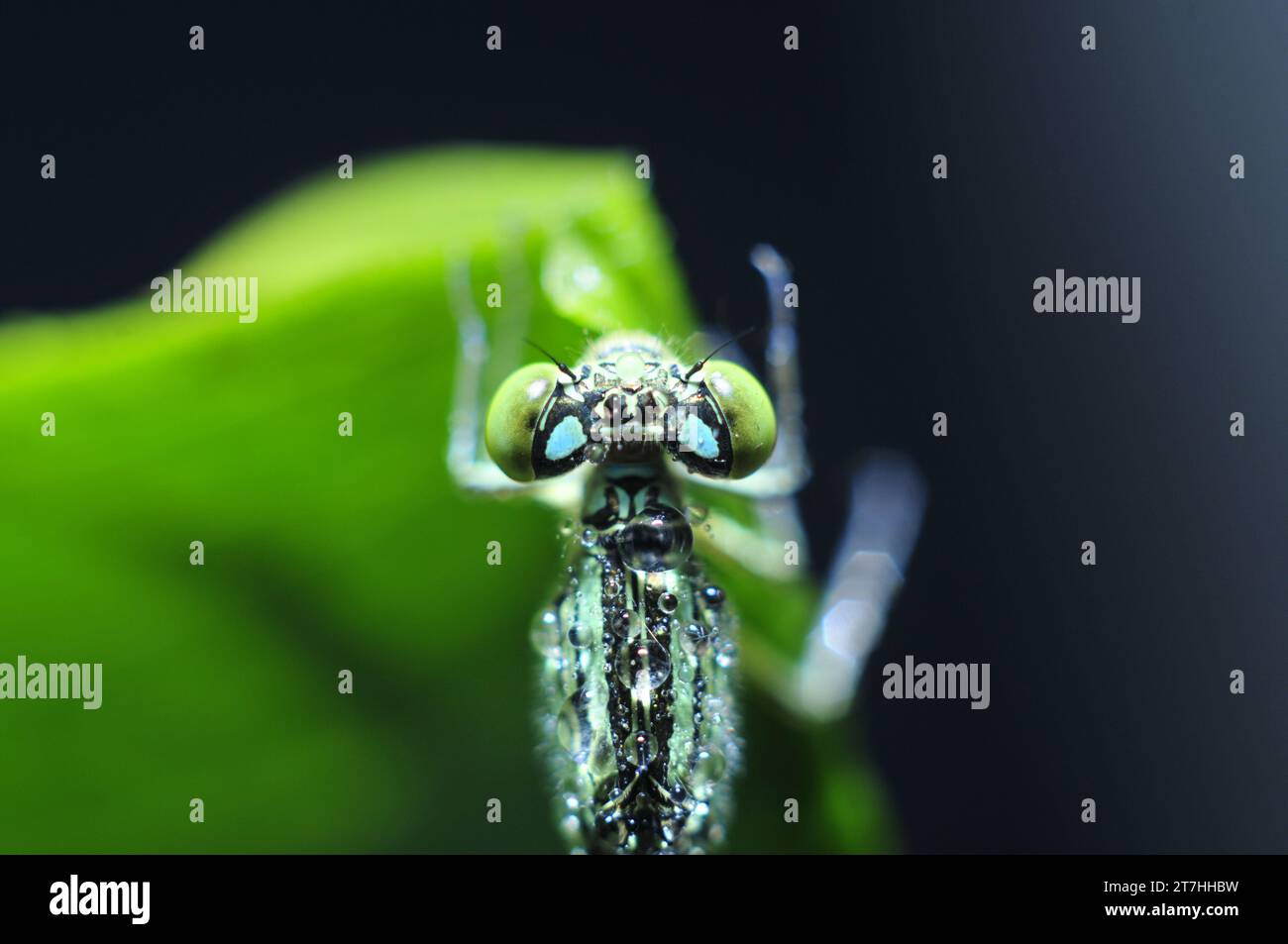 The macro features of dragonflies Stock Photo - Alamy