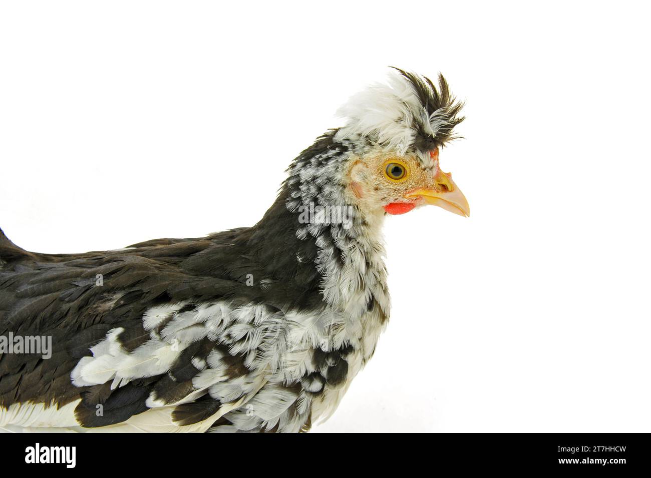 Chicken, chicken wing on a white background Stock Photo - Alamy