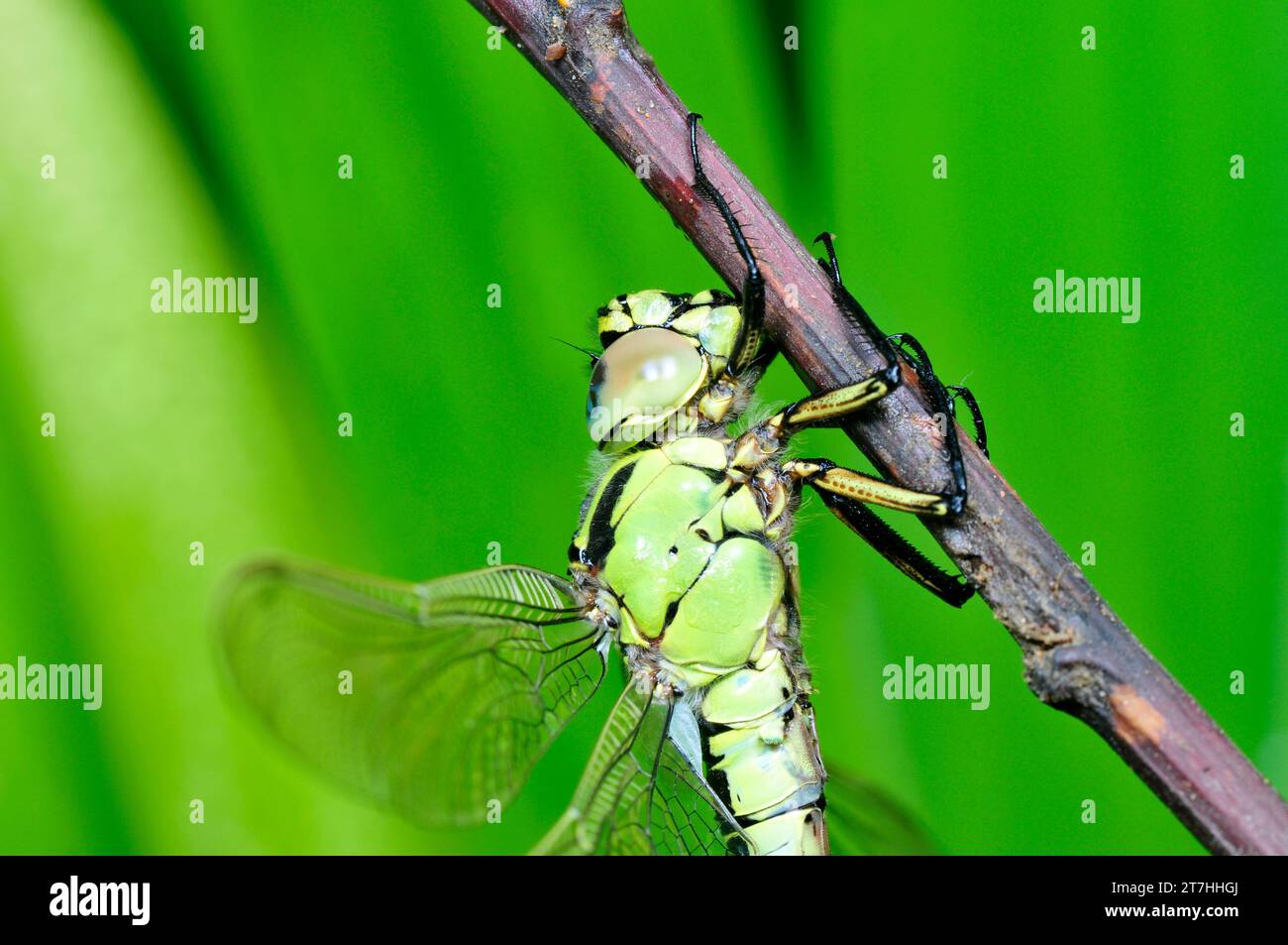 The macro features of dragonflies Stock Photo - Alamy