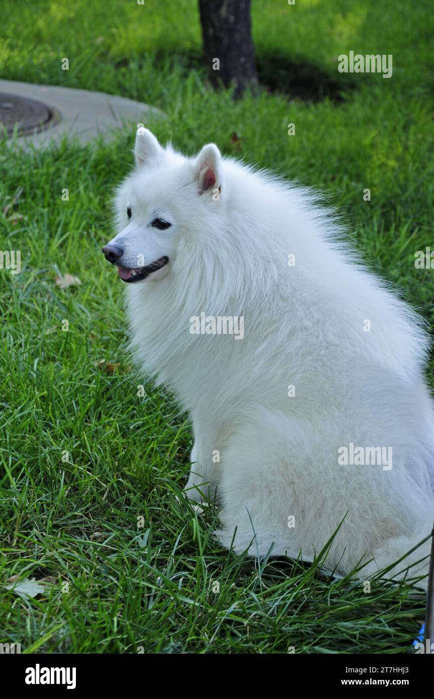A white silver fox breed in the wild Stock Photo - Alamy