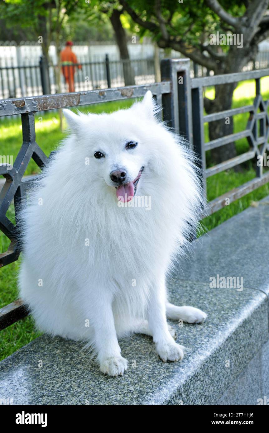 Silver fox pet hi-res stock photography and images - Alamy