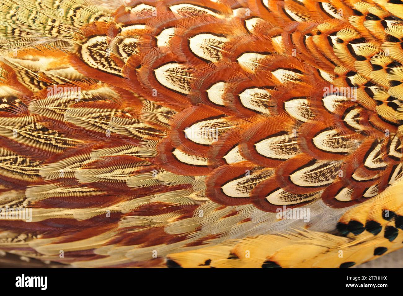 Texture pheasant feather Stock Photo - Alamy