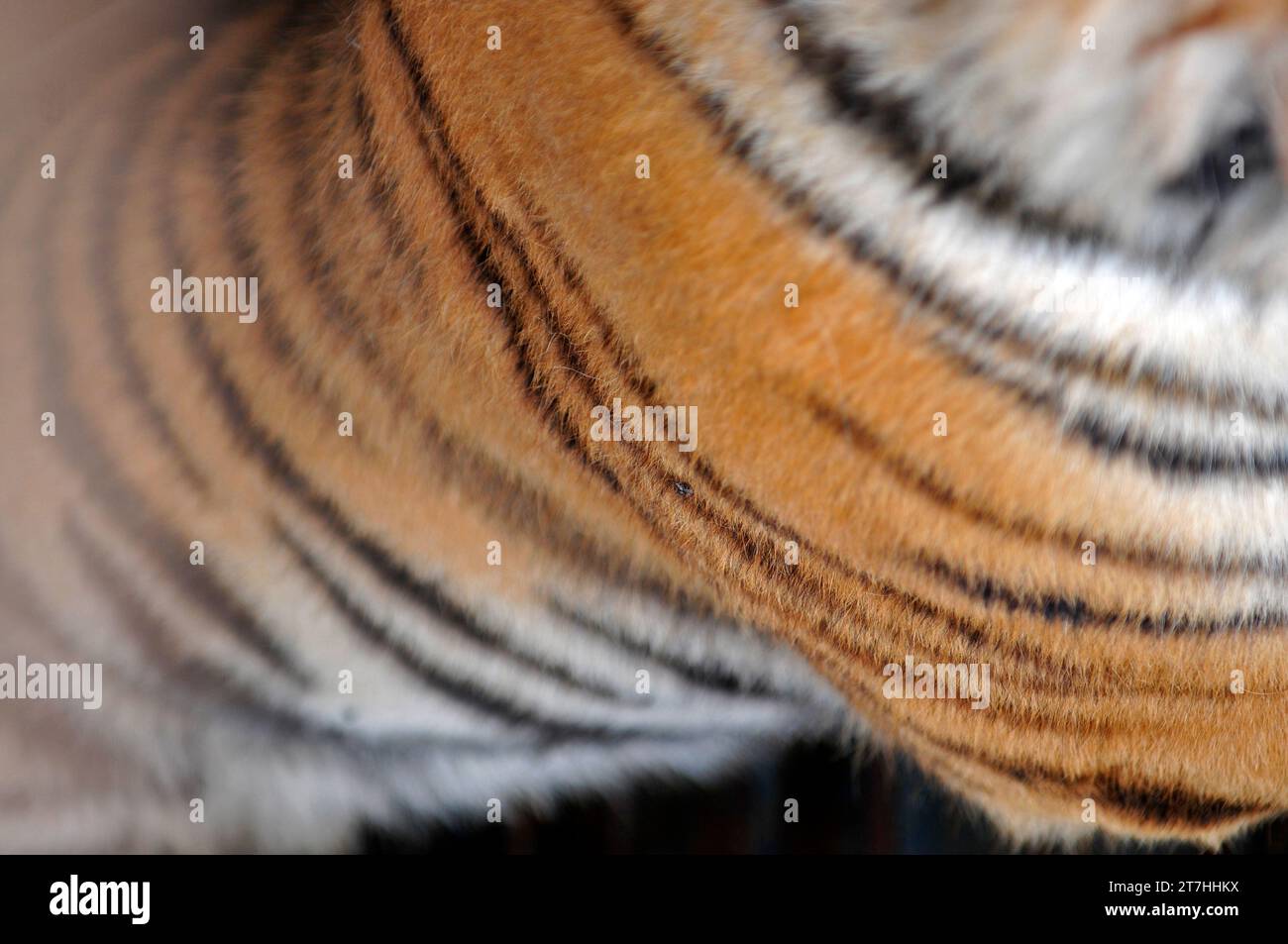 The tiger's fur Stock Photo - Alamy