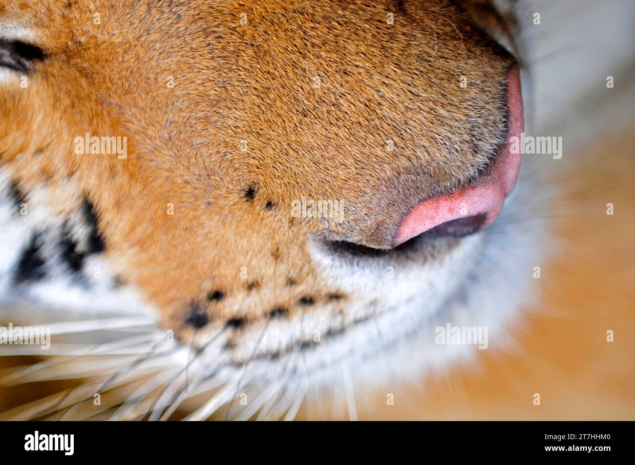 The tiger's nose, close-up pictures Stock Photo - Alamy