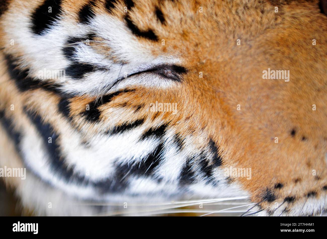 The tiger's fur Stock Photo - Alamy