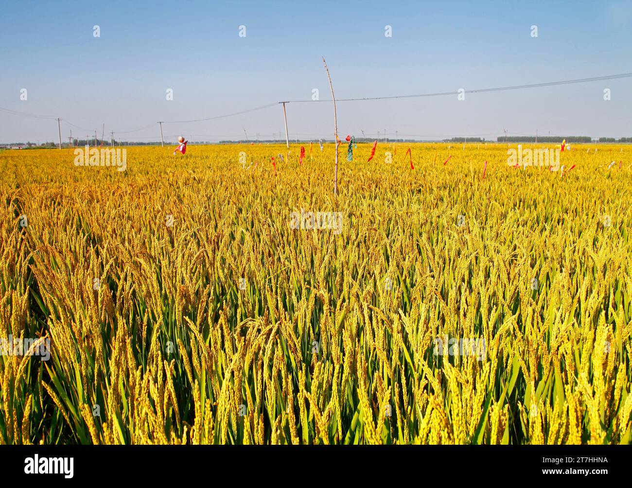 The autumn rice fields Stock Photo - Alamy
