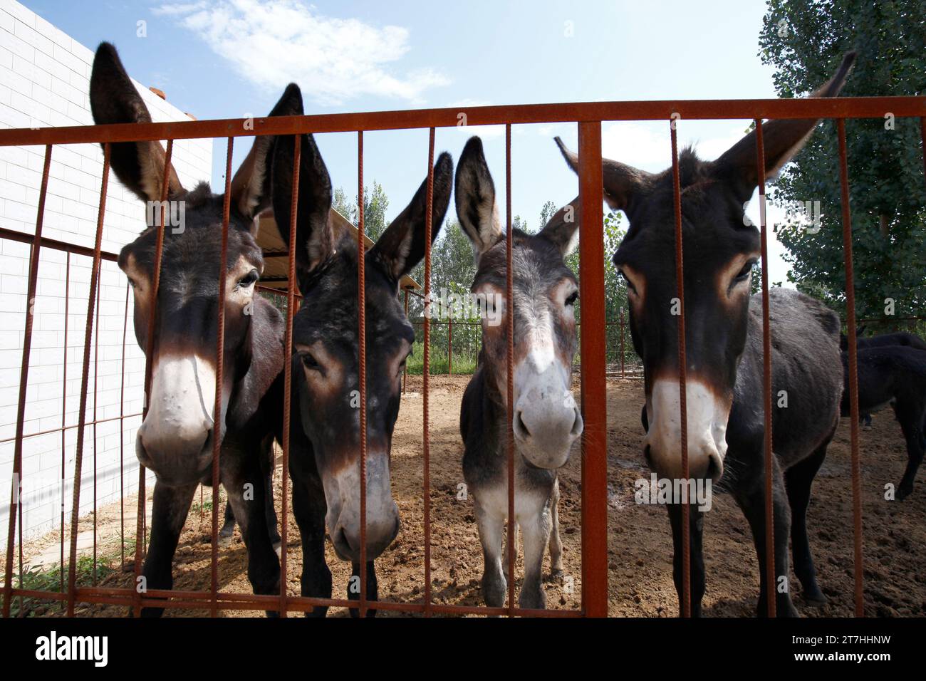Donkey cheese hi-res stock photography and images - Alamy