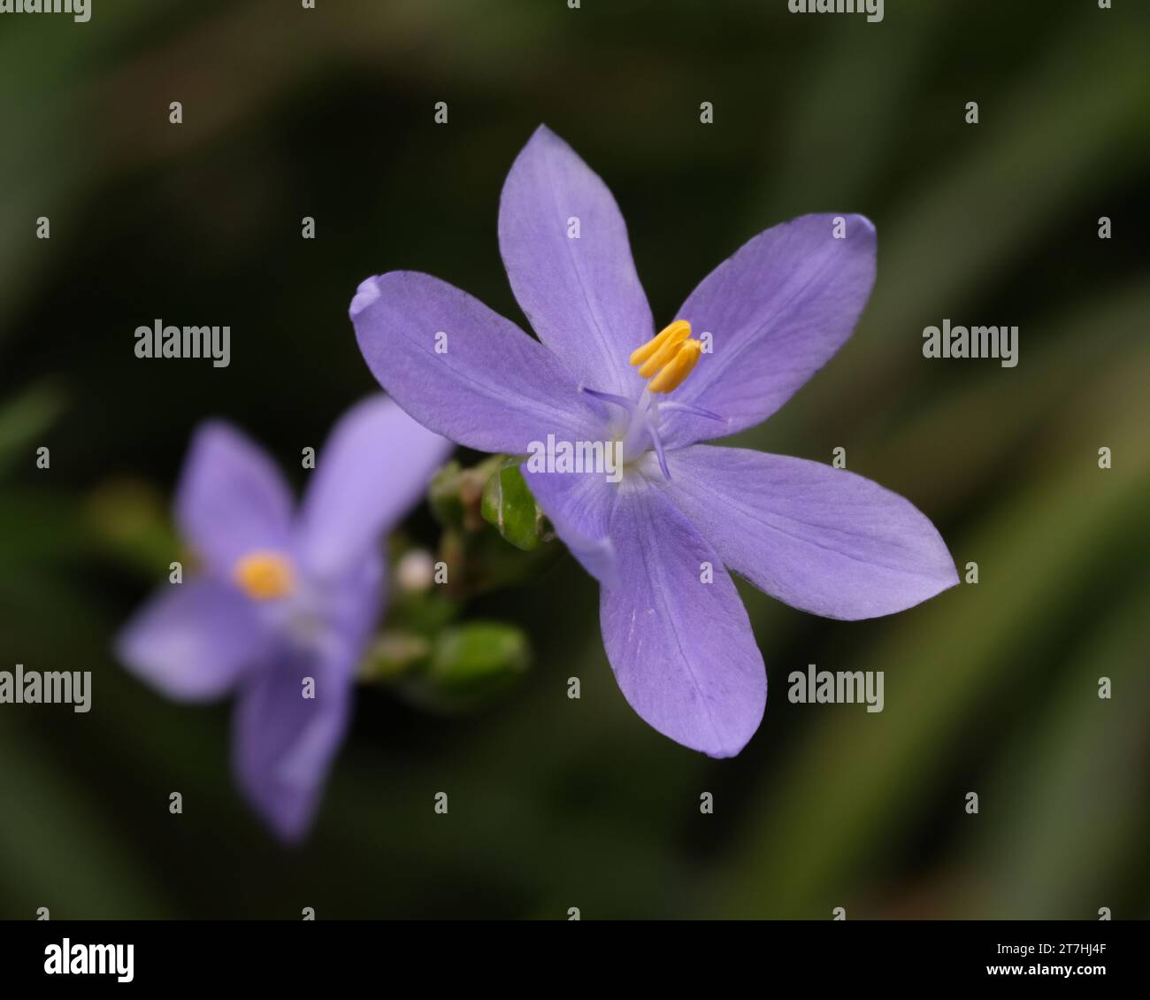 Purple yellow flag hi-res stock photography and images - Alamy