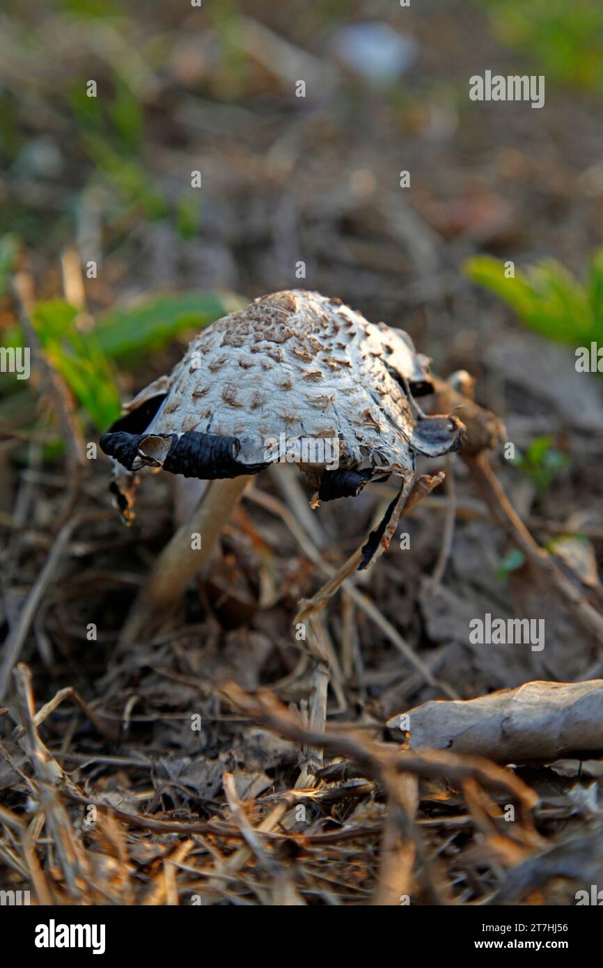 Summer in the forest growth of wild fungus, mushrooms Stock Photo - Alamy