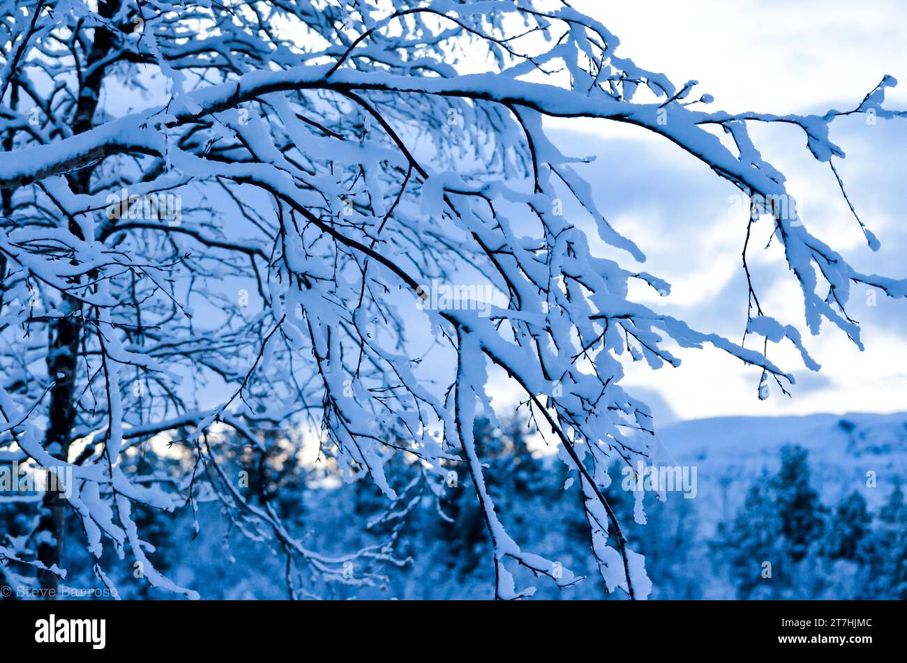 A beautiful winter scene featuring a tree with snow-dusted branches ...
