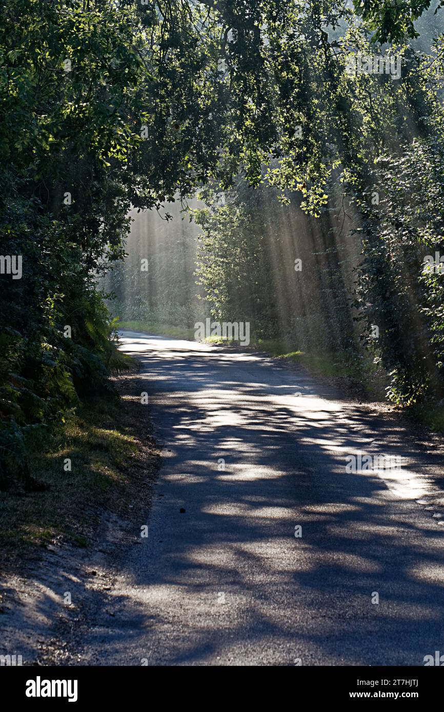Road with trees either side and the sun streaming through from above ...