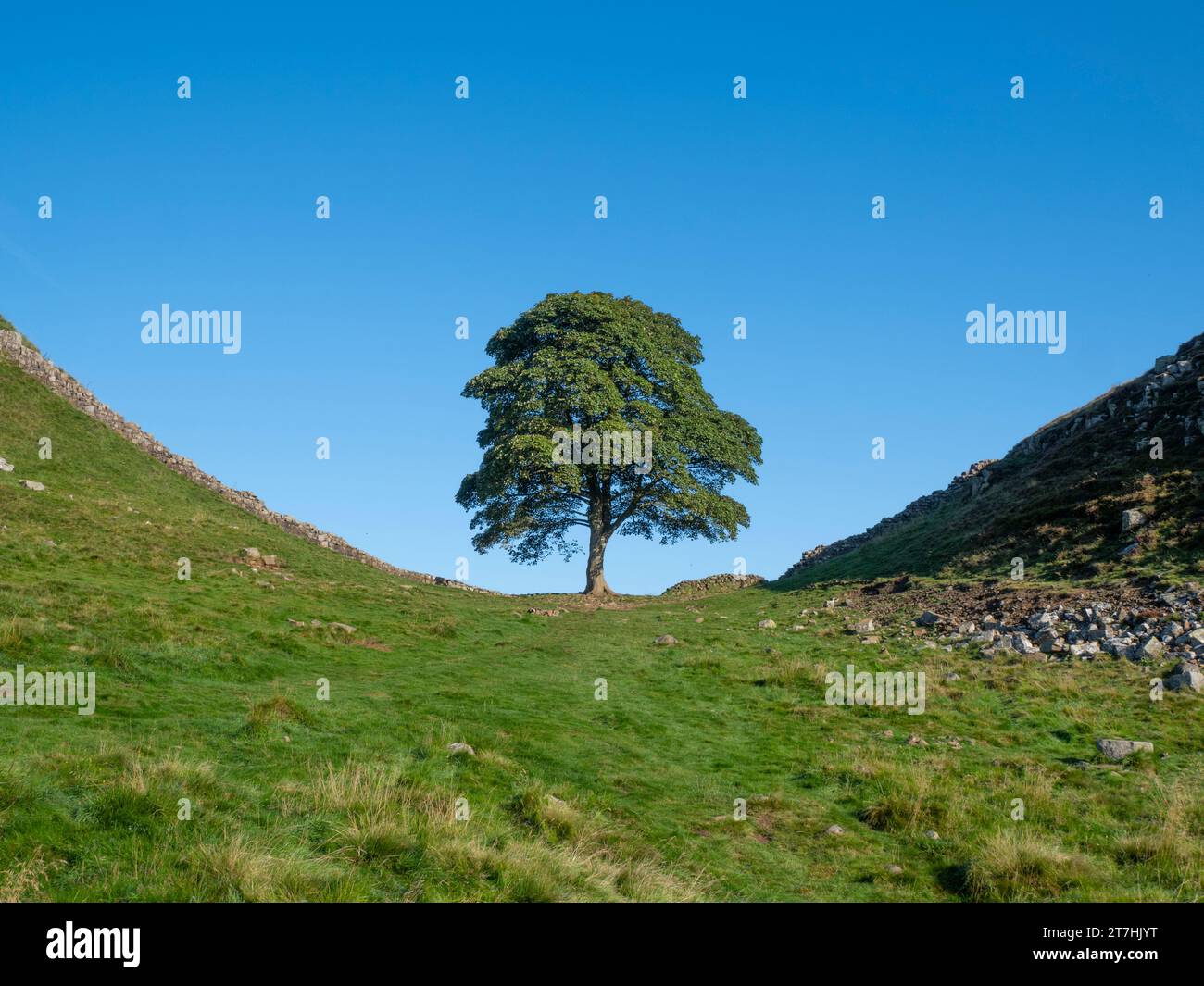 View of Hadrians wall, showing the Sycamore tree Stock Photo - Alamy