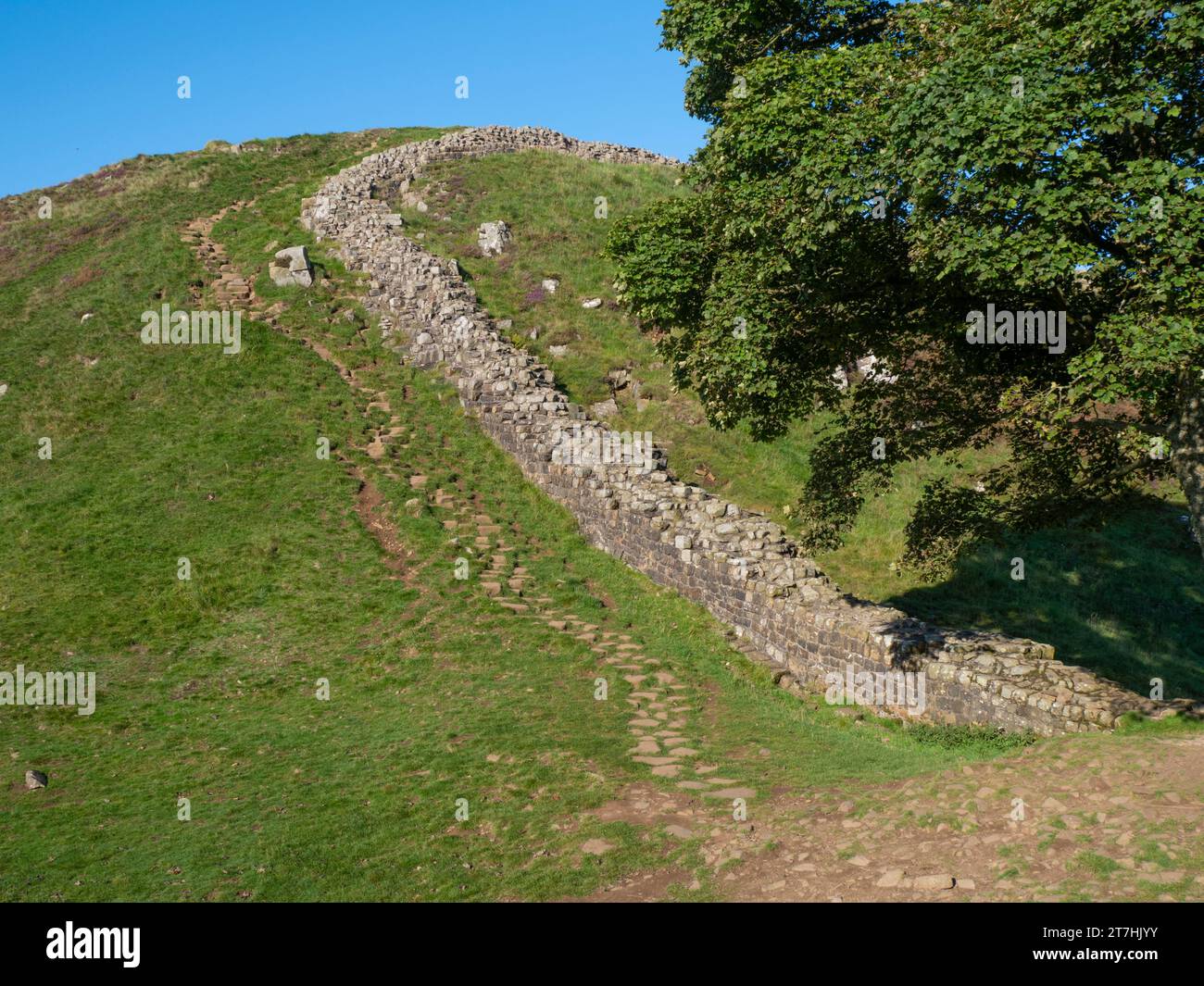 View of Hadrians wall, showing the Sycamore tree Stock Photo - Alamy