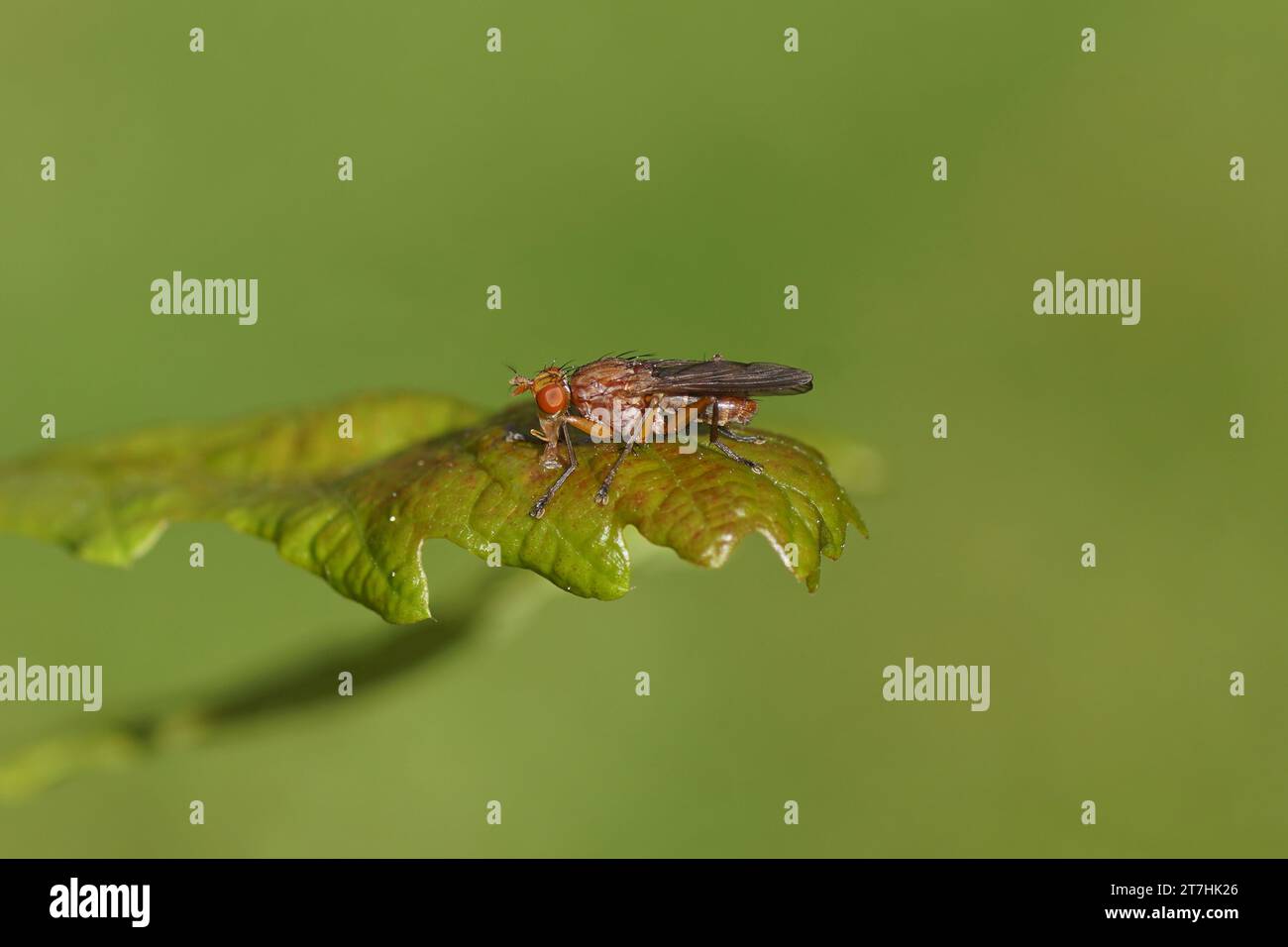 Marsh fly, snail-killer spec, Tetanocera spec. Family Sciomyzidae. On a wet leaf of a redcurrant ...