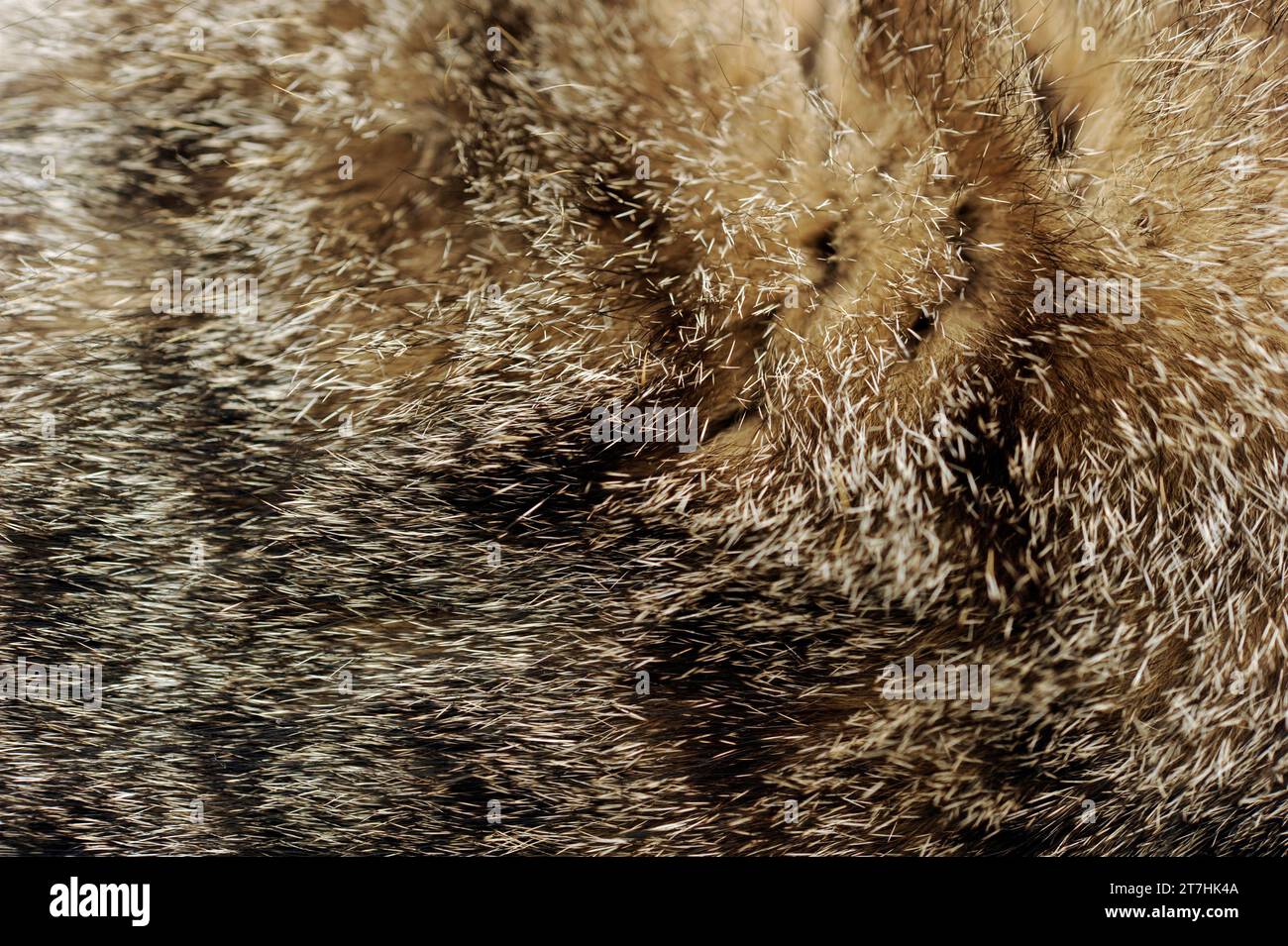 Cat fur pattern hi-res stock photography and images - Alamy