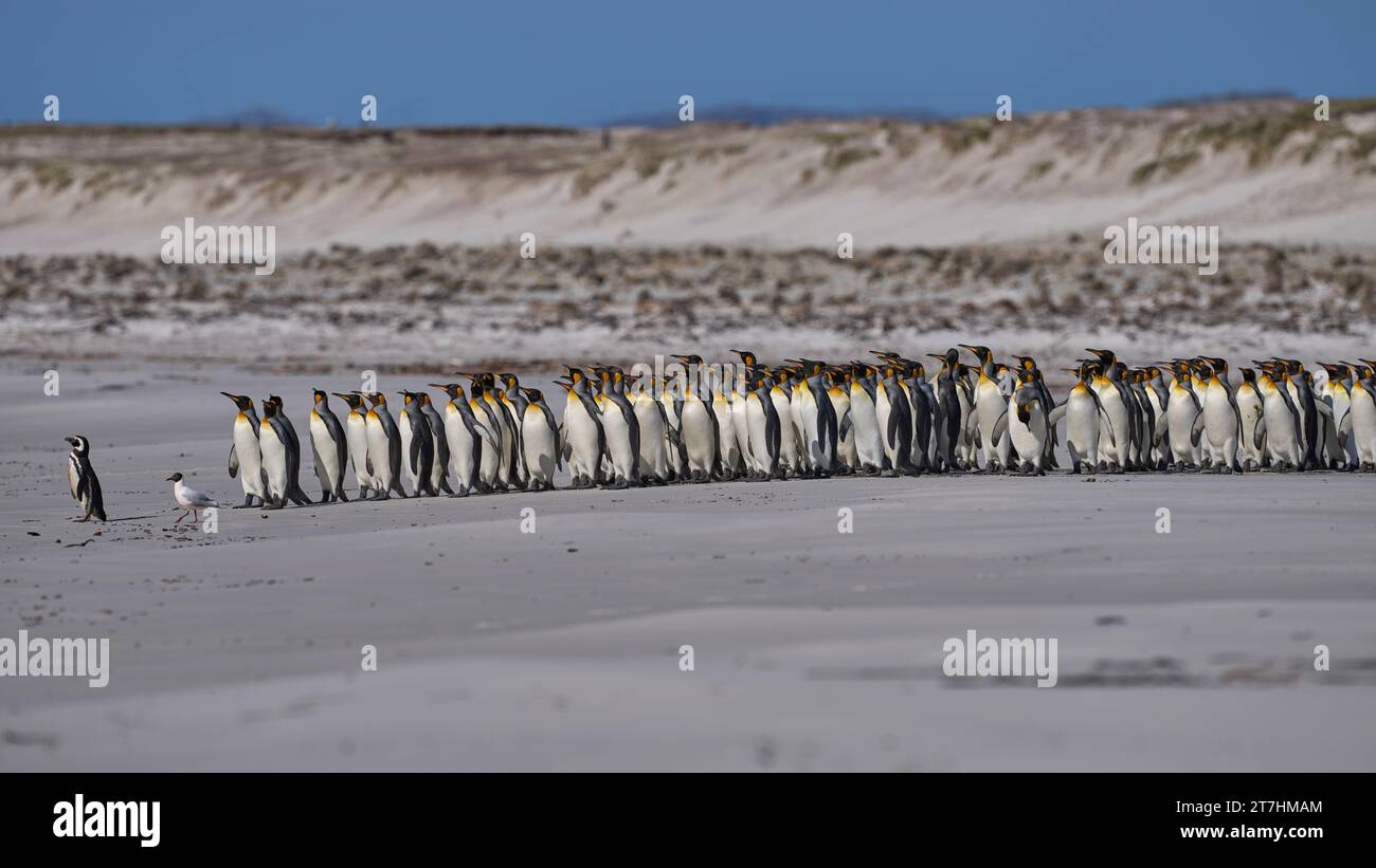Large group of King Penguins (Aptenodytes patagonicus) and a few ...