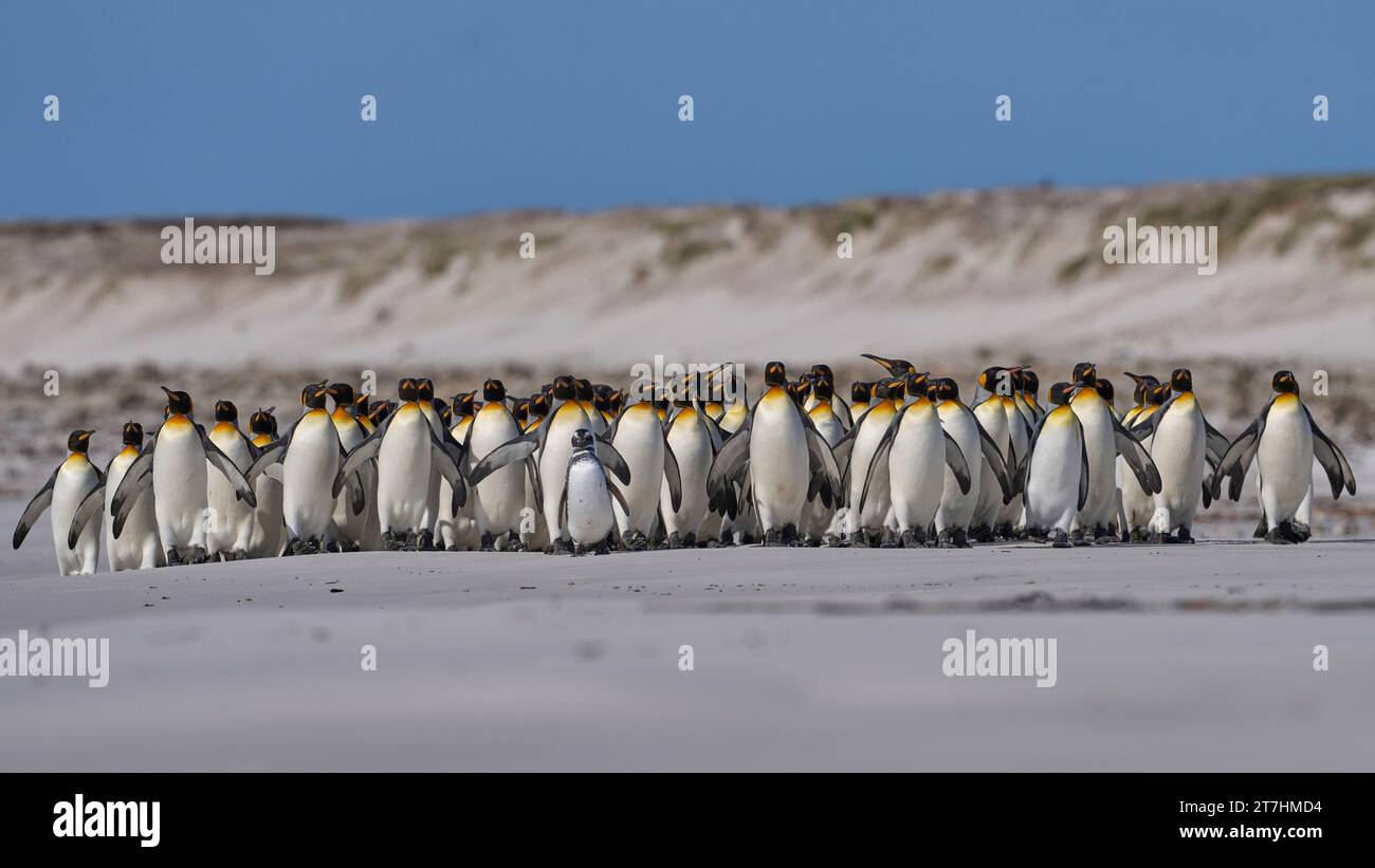 Large group of King Penguins (Aptenodytes patagonicus) and a few ...