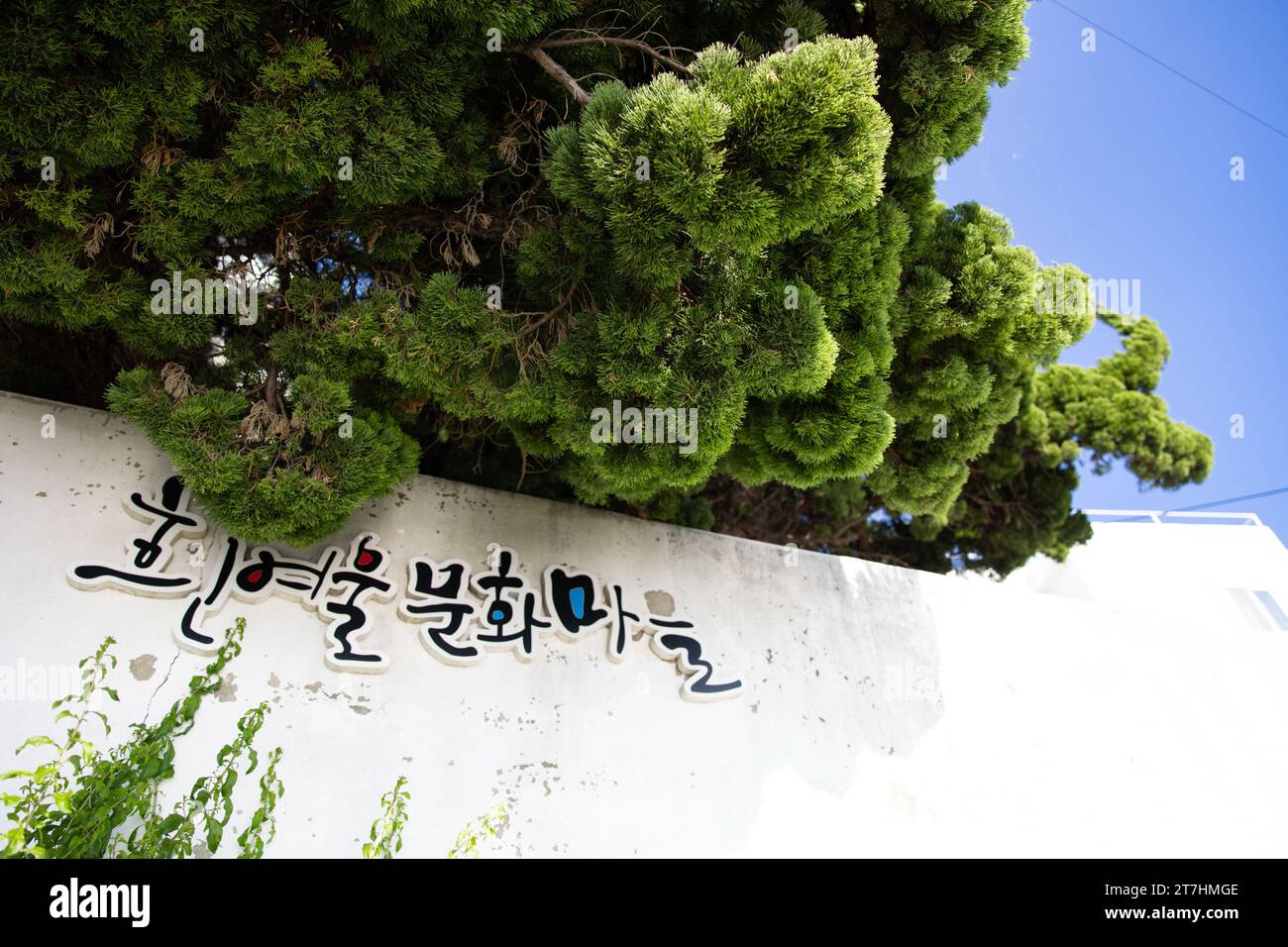 A majestic tree growing from a brick wall with its foliage trimmed to ...
