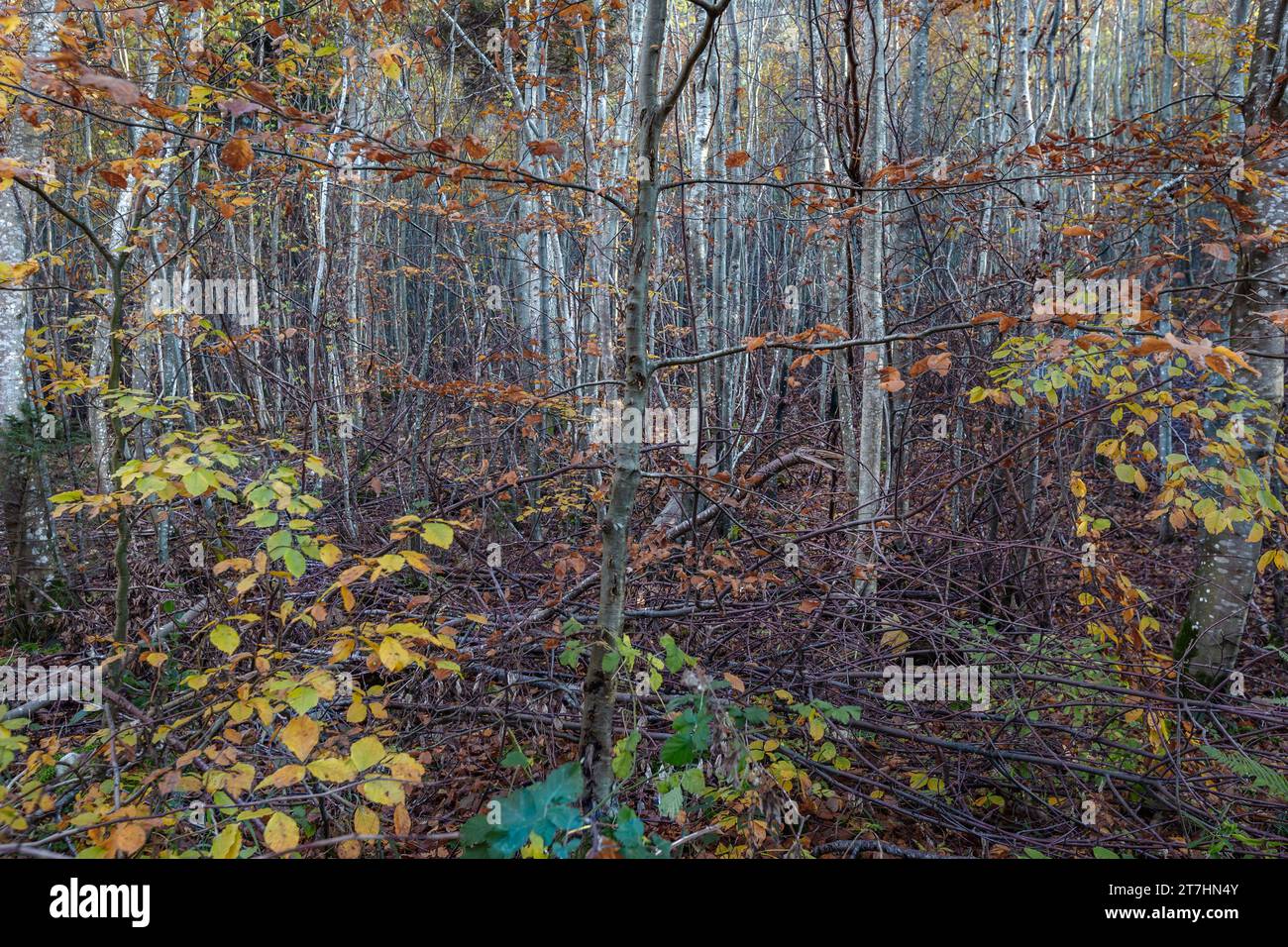 Autumn colours in the forest in Talheim, Germany Stock Photo - Alamy