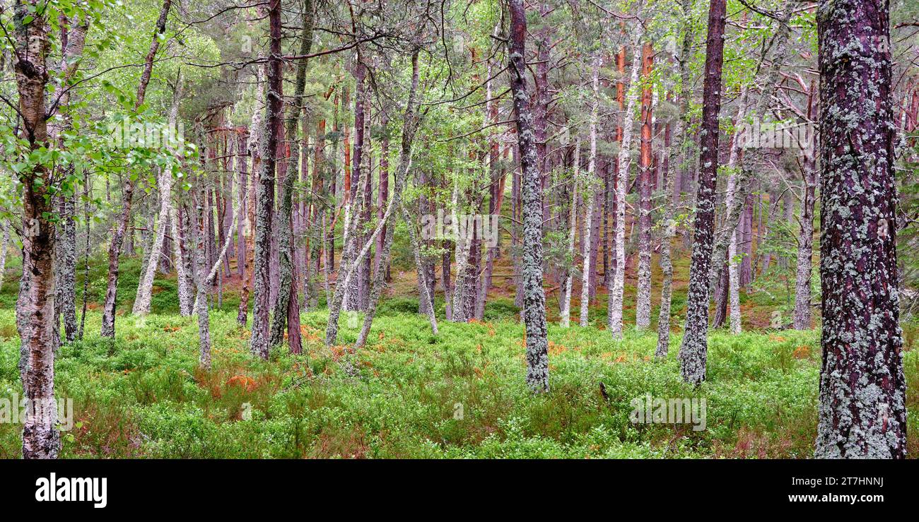 Pine trees rothiemurchus forest hi-res stock photography and images - Alamy